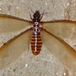 Kumbekumbe/Winged Termites: Nutrition Facts, Harvesting, & Preparation ...