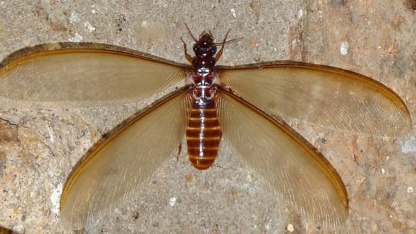 Kumbekumbe/Winged Termites: Nutrition Facts, Harvesting, & Preparation ...